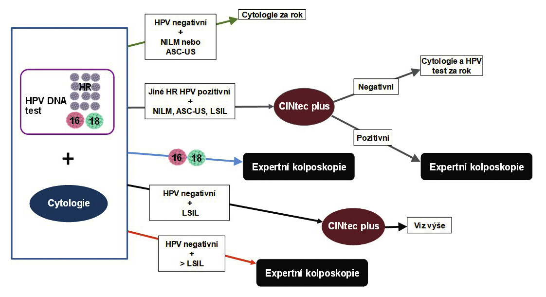 Importance of addition of HPV DNA testing to... | Česká gynekologie
